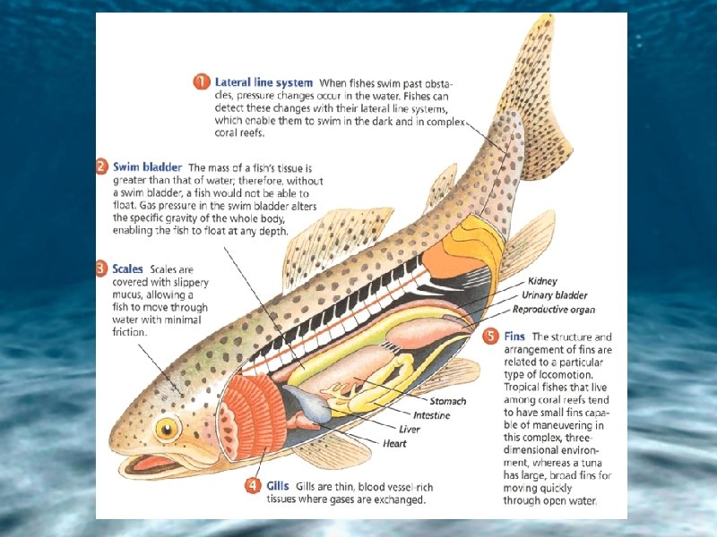 What is a vertebrate Animals with a backbone