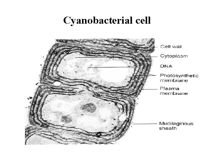 Cyanobacteria Cyanobacteria Commonly known as bluegreen algae Autotrophic