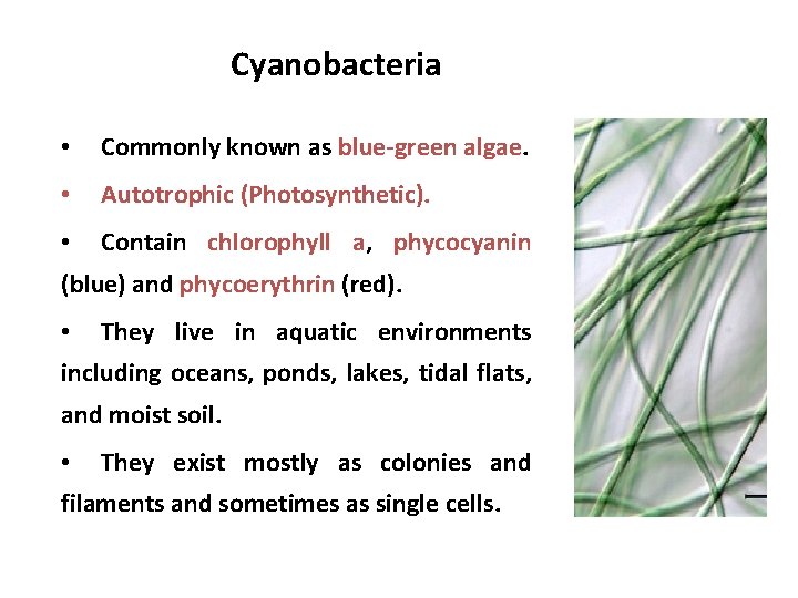Cyanobacteria Cyanobacteria Commonly known as bluegreen algae Autotrophic