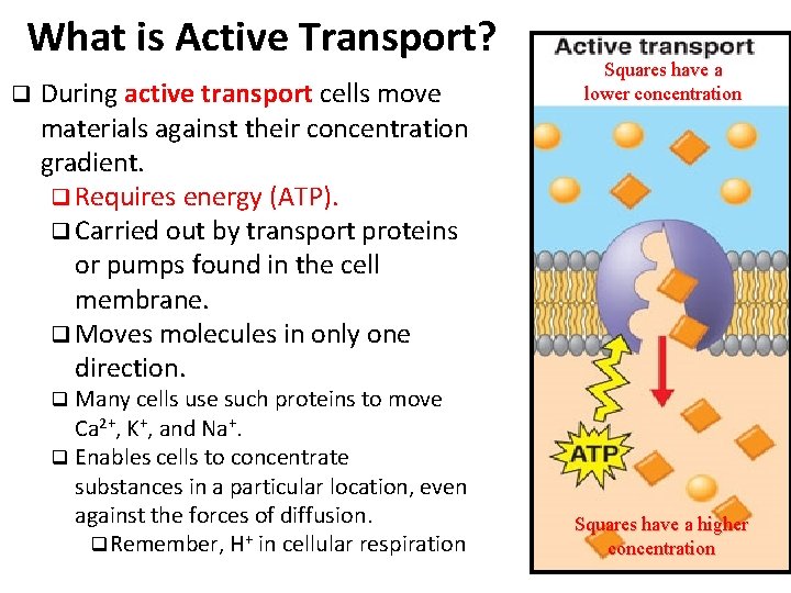 Cell Structure and Function Cell Boundaries What Are
