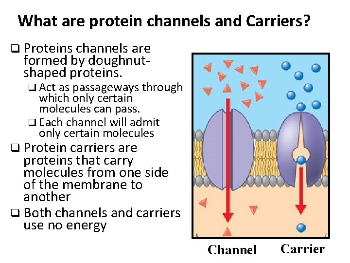 Cell Structure and Function Cell Boundaries What Are