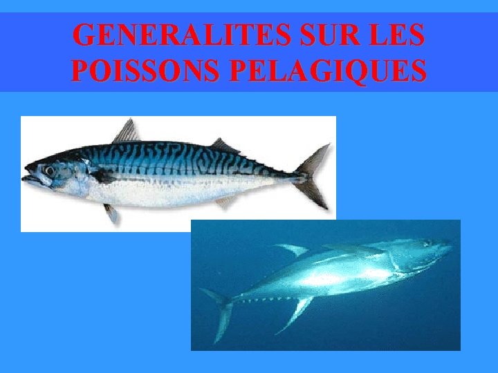 LES PLAGIQUES GENERALITES SUR LES POISSONS PELAGIQUES LE