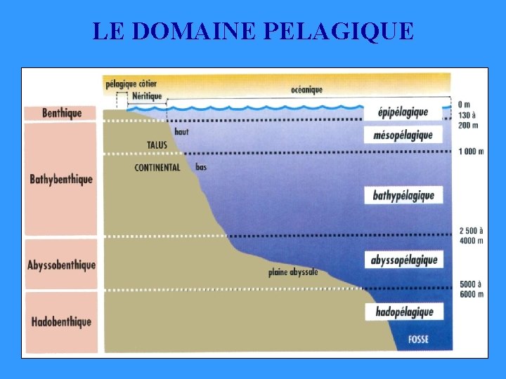 LES PLAGIQUES GENERALITES SUR LES POISSONS PELAGIQUES LE