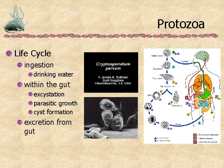 Transport of Viruses Bacteria and Protozoa in Groundwater