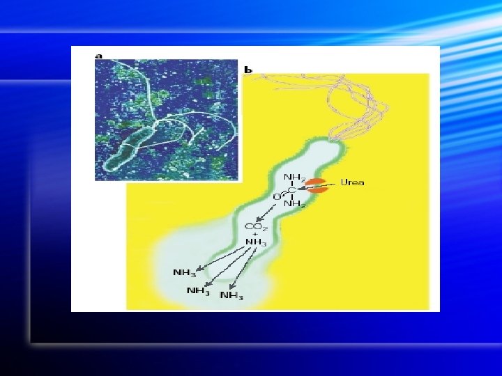 Anatomia dello stomaco Fondo Cardias Zona oxintica Piloro