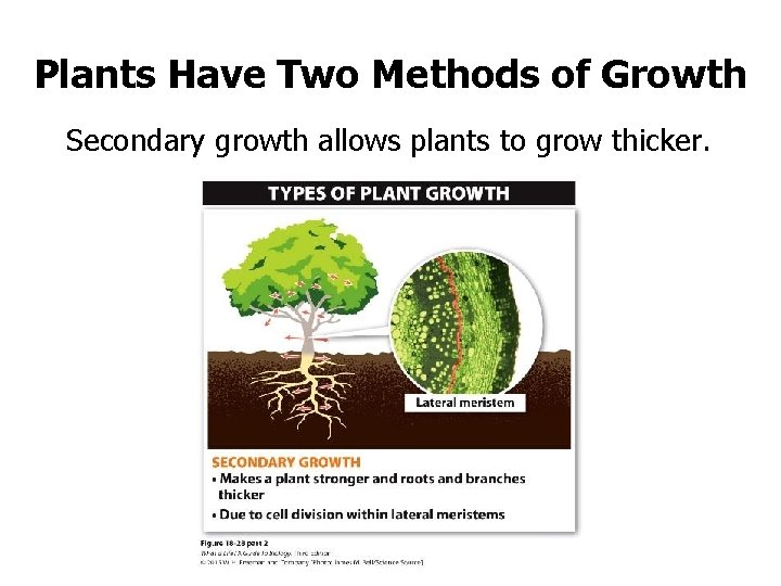 Chapter 18 Plants have two types of growth