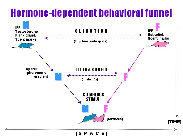 Reverse Engineering of the Lordosis Behavior Neuronal Circuit