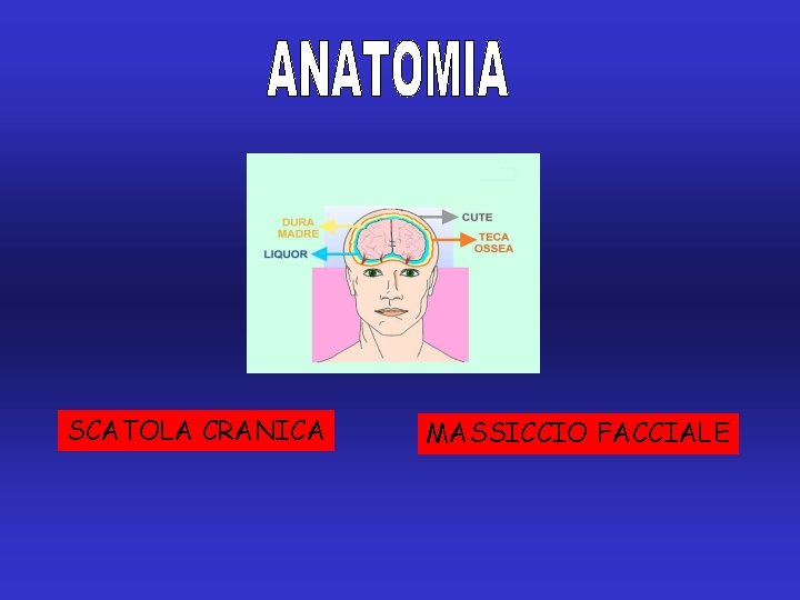 SCATOLA CRANICA MASSICCIO FACCIALE CRANICHE CEREBRALI FACCIALI LESIONI