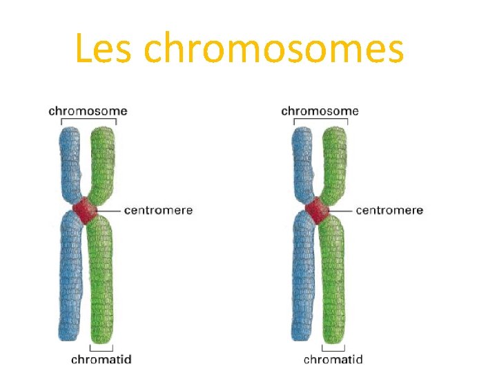Les chromosomes I Structure des chromosomes humains ADN