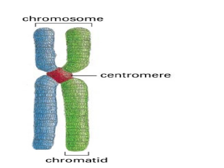 Les chromosomes I Structure des chromosomes humains ADN