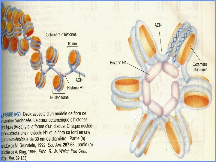 Les chromosomes I Structure des chromosomes humains ADN