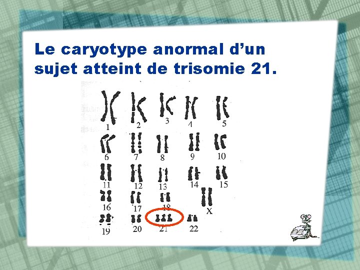 Des anomalies du nombre de chromosomes Le bon