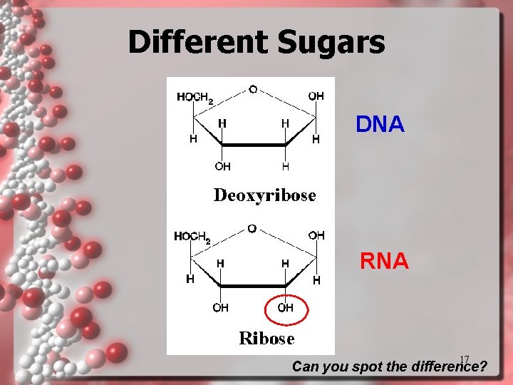 How does DNA instruct cells to make PROTEINS