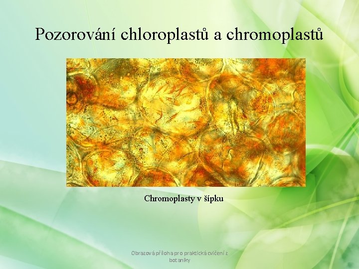 Praktick cvien z botaniky Obrazov ploha Tento projekt