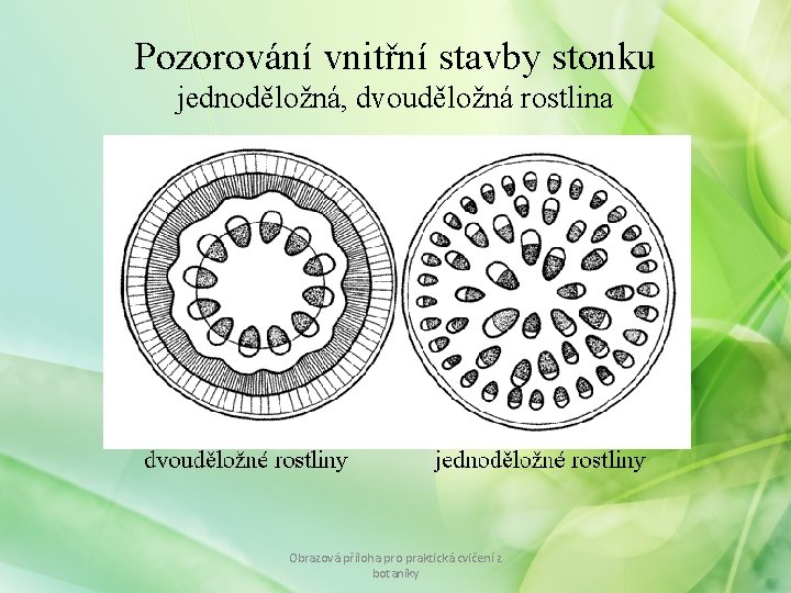 Praktick cvien z botaniky Obrazov ploha Tento projekt