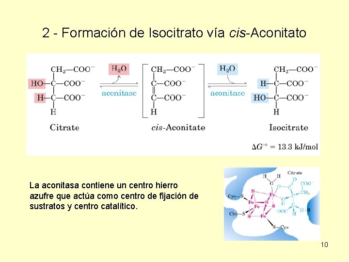 Ciclo del Acido Ctrico o Ciclo de Krebs