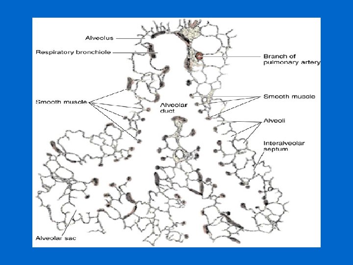 RESPIRATORY SYSTEM II EXTRAPULMONARY BRONCHUS primry BRONCHUS Generally