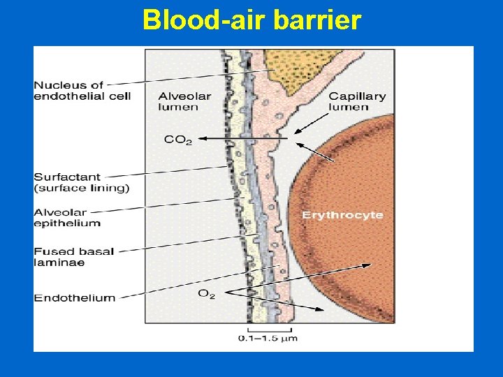 RESPIRATORY SYSTEM II EXTRAPULMONARY BRONCHUS primry BRONCHUS Generally