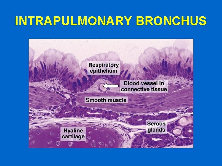 RESPIRATORY SYSTEM II EXTRAPULMONARY BRONCHUS primry BRONCHUS Generally