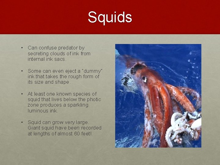 Nautilus Morphology Head tentacles foot and hyponome organ