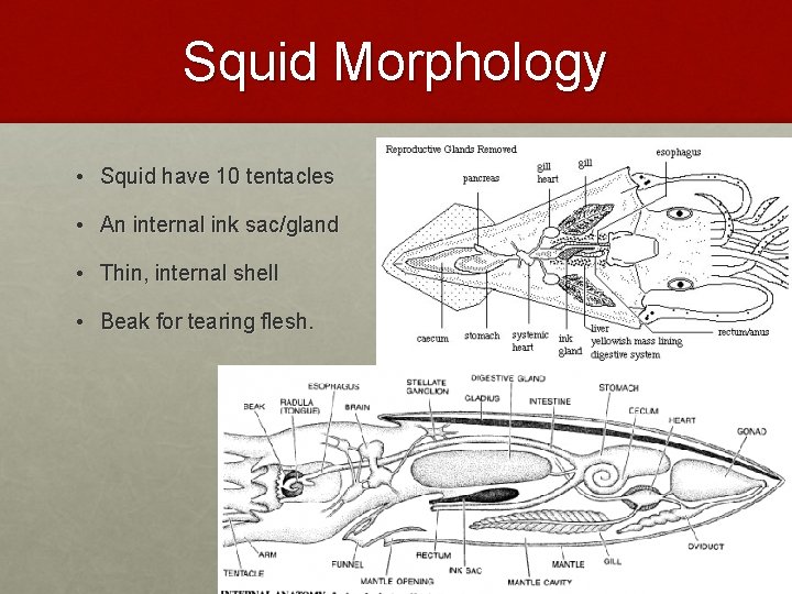 Nautilus Morphology Head tentacles foot and hyponome organ