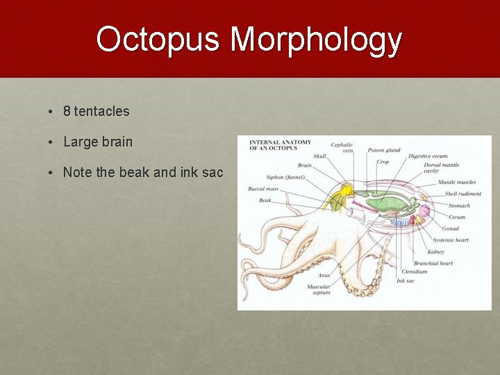 Nautilus Morphology Head tentacles foot and hyponome organ