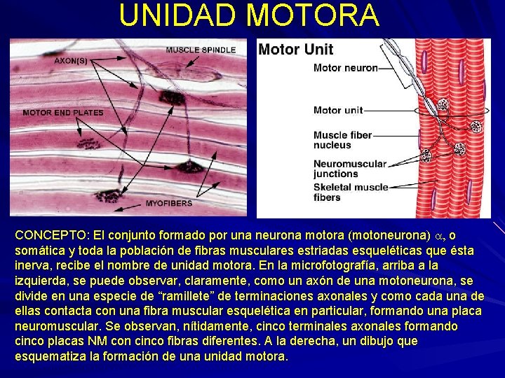 EXCITACIN Y CONTRACCIN MUSCULARES PLACA NEUROMUSCULAR Estructura y
