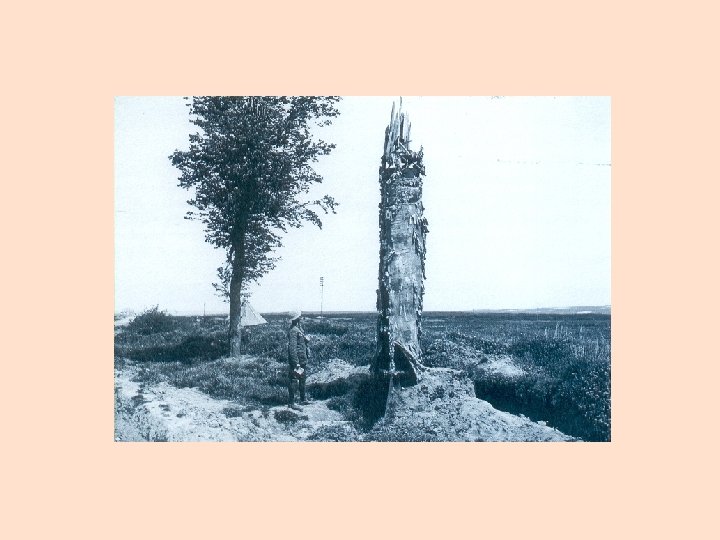 A snipers tree Snipers trees like this were