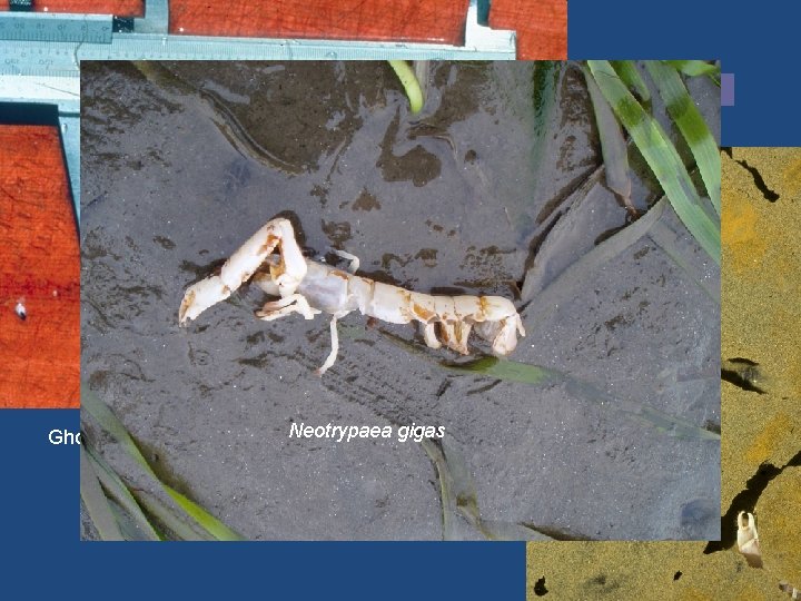 Mud Shrimp Upogebia pugettensis gigas Ghost shrimp Neotrypaea