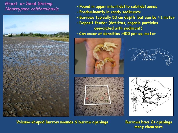 Mud Shrimp Upogebia pugettensis gigas Ghost shrimp Neotrypaea