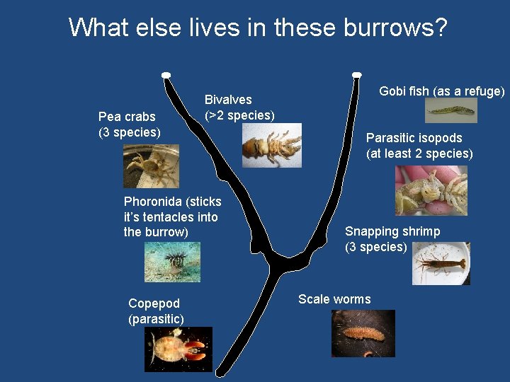 Mud Shrimp Upogebia pugettensis gigas Ghost shrimp Neotrypaea