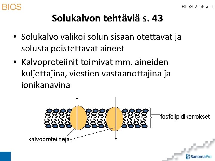 BIOS 2 jakso 1 3 Solu ottaa ja