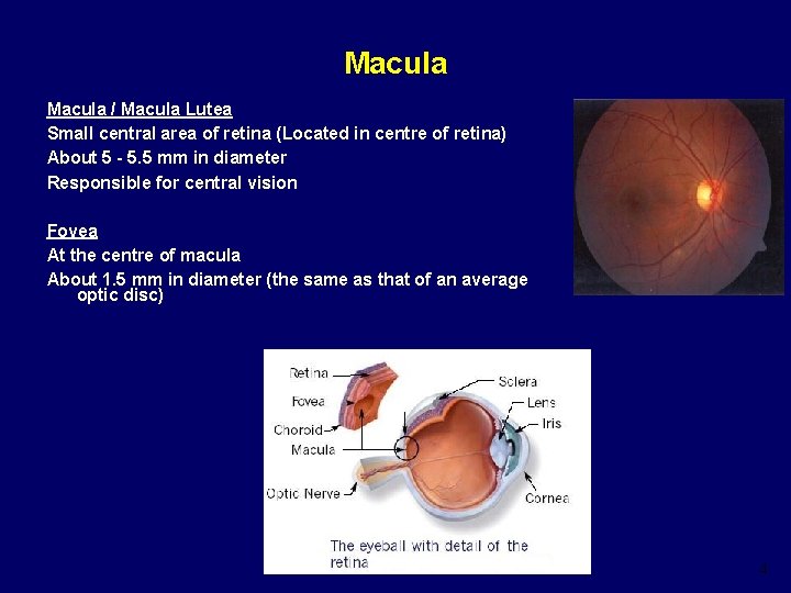AMD Treatment Options 1 Eyeball Made up of
