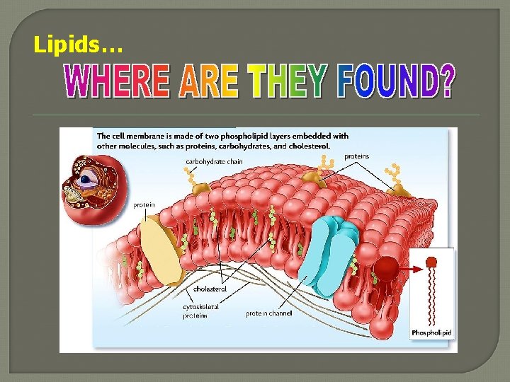 The building blocks of life Proteins lipids carbohydrates