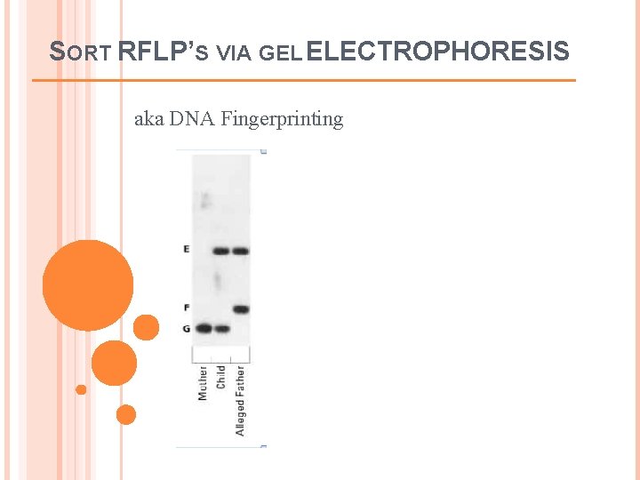 DNA TECNOLOGY AP Biology MANIPULATE DNA TO Createenhanced