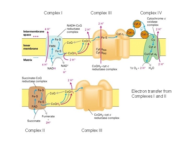 DENTAL BIOCHEMISTRY 2015 OXIDATIVE PHOSPHORYLATION Lecture 14 Michael