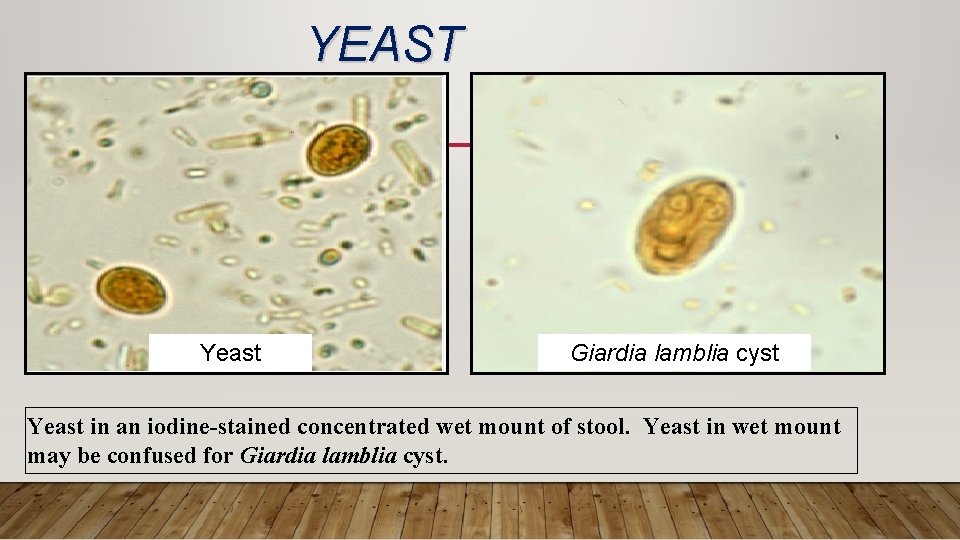 Faculty of health sciences Medical Laboratory Sciences Department