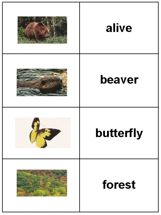 alive beaver butterfly forest uhlive adjective alive beaver