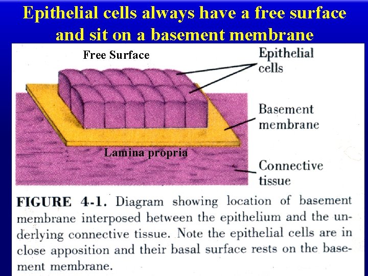 Epithelium Michael Hall Ph D University of California