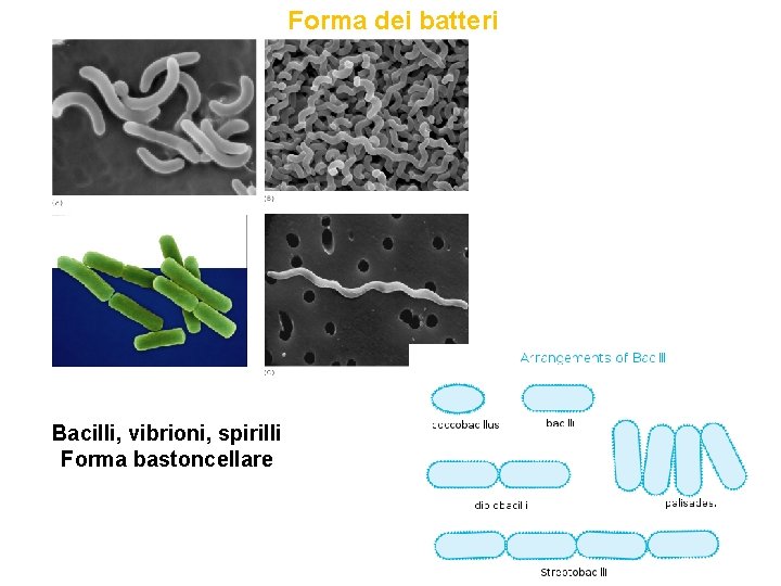 Batteri e Virus M E T A Z
