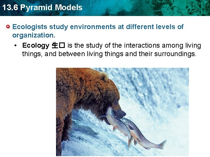 13 6 Pyramid Models KEY CONCEPT Ecology is