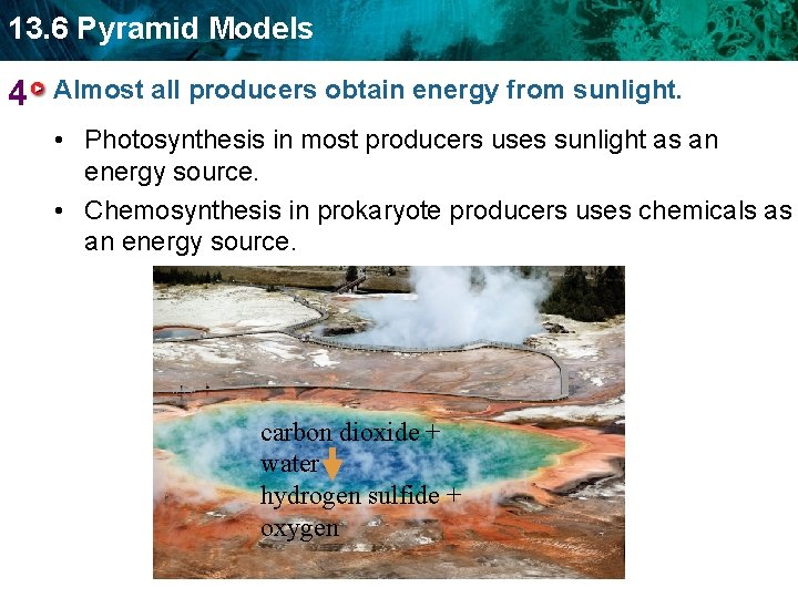 13 6 Pyramid Models KEY CONCEPT Ecology is