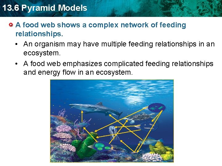13 6 Pyramid Models KEY CONCEPT Ecology is