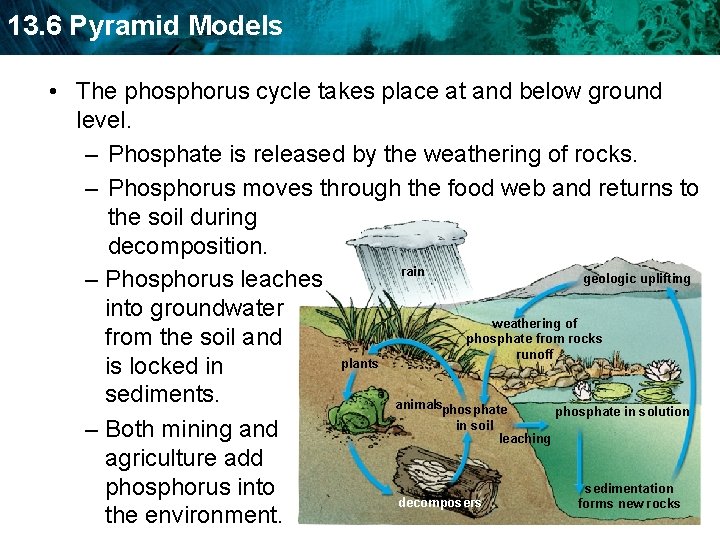 13 6 Pyramid Models KEY CONCEPT Ecology is