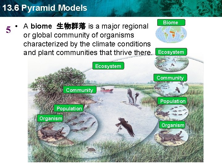 13 6 Pyramid Models KEY CONCEPT Ecology is