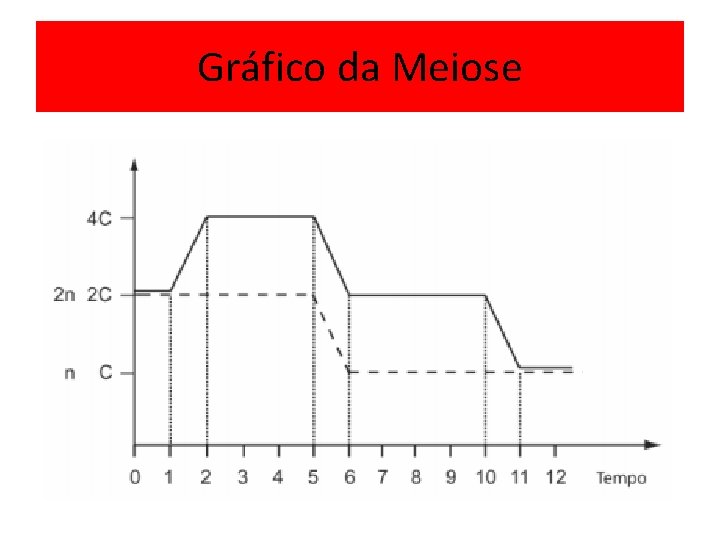 Tipos de diviso celular Mitose e Meiose Professora