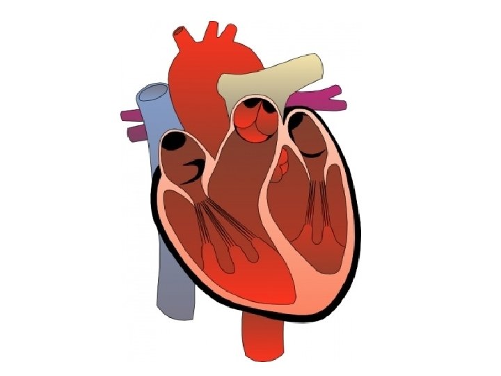 Cardiovascular system at rest Learning Objectives 1 To