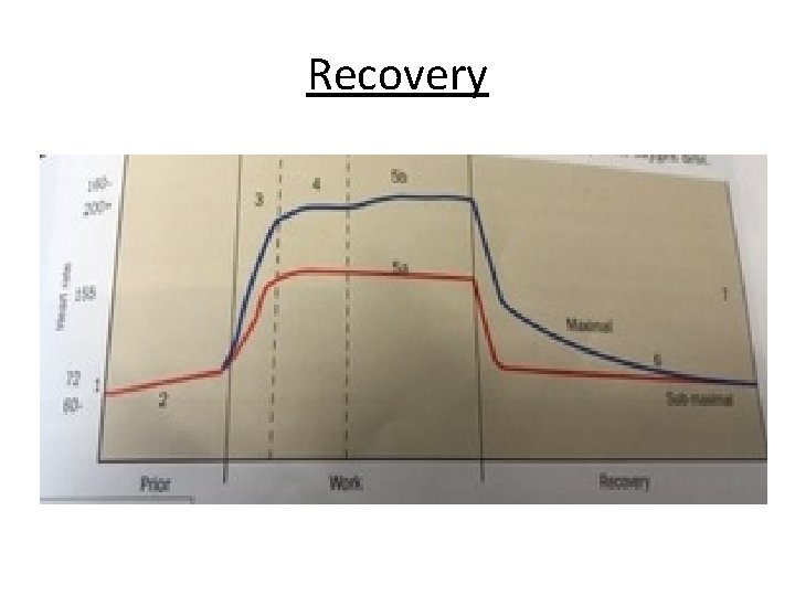 Cardiovascular system at rest Learning Objectives 1 To