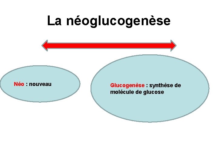 La noglucogense 2me anne Mdecine 2015 2016 Biochimie