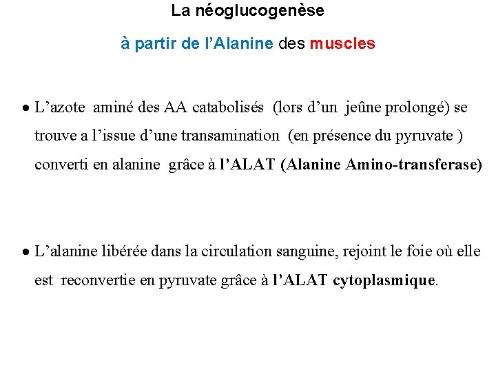 La noglucogense 2me anne Mdecine 2015 2016 Biochimie